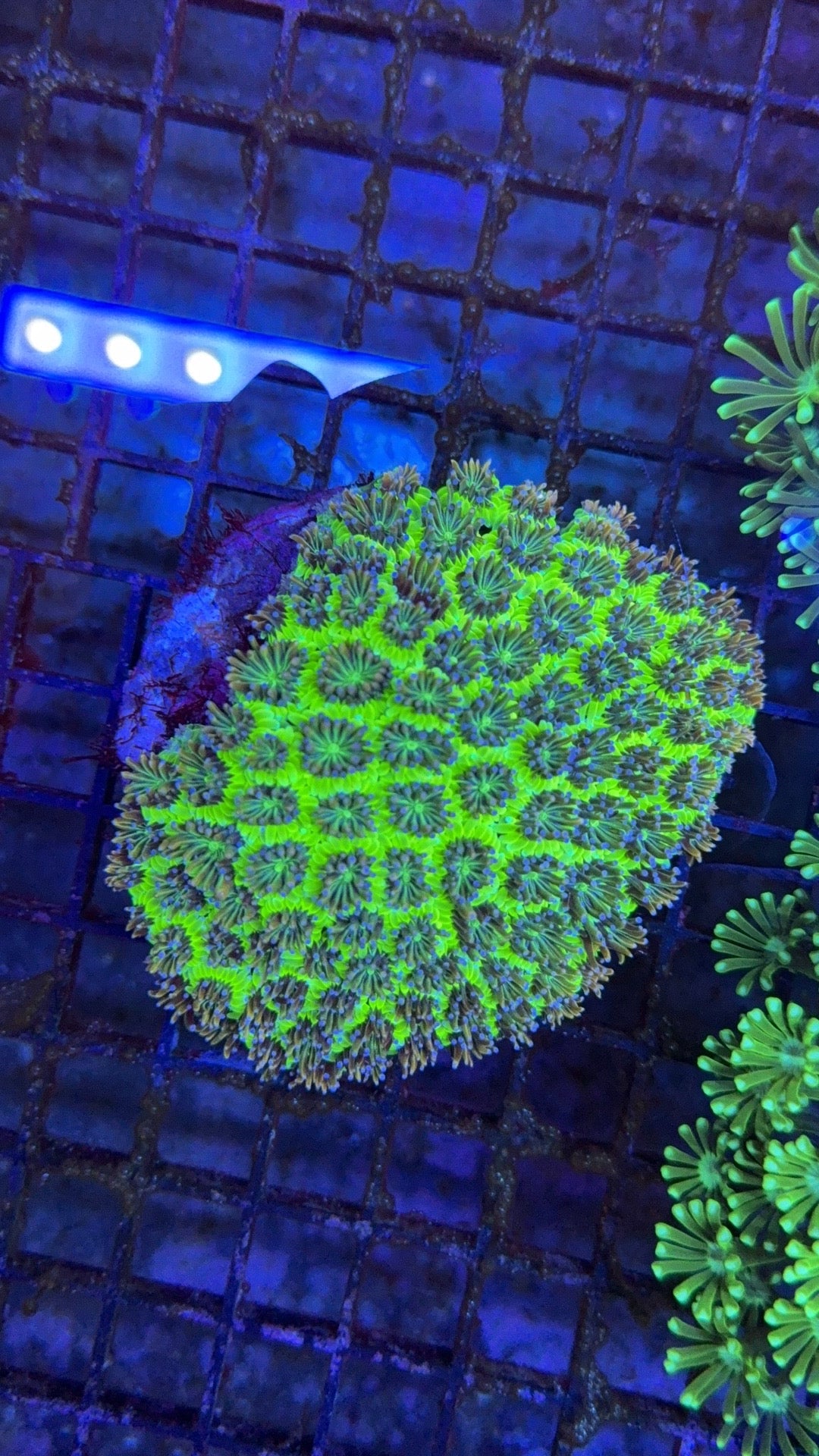 galaxea ultra 2 – Reef Master México