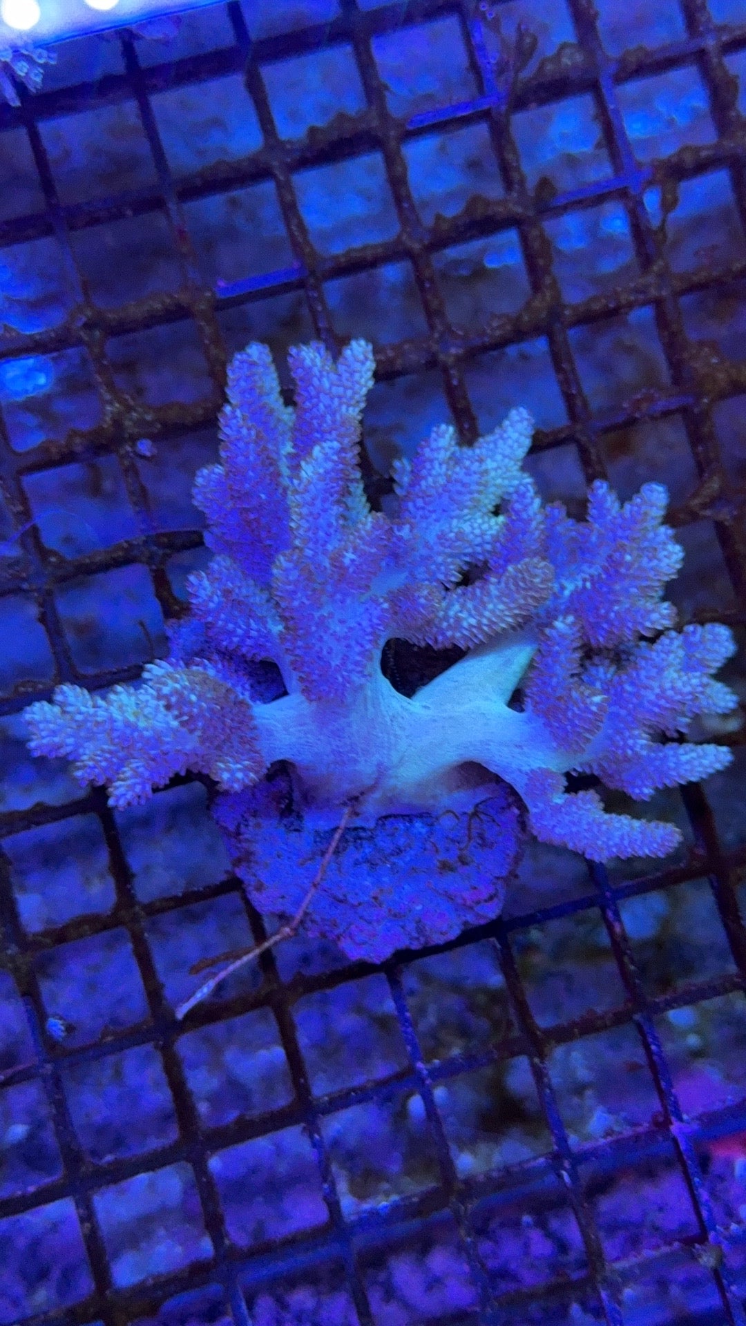 sinularia 1 – Reef Master México